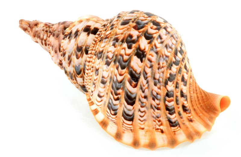 Sea Shell stock photo. Image of history, seaside, marine - 71998