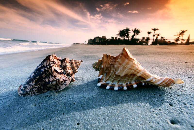 Shell stock photo. Image of caribbean, relax, beach, pretty - 8101710