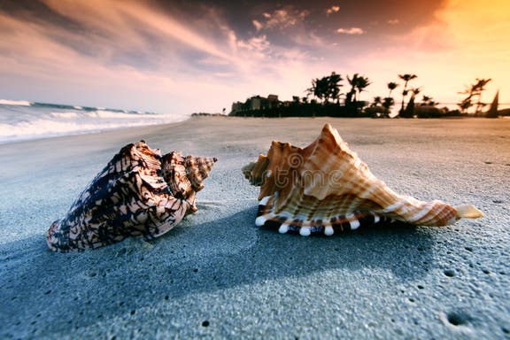 916 Calm Sunset Beach Beautiful Shell Sand Stock Photos - Free ...
