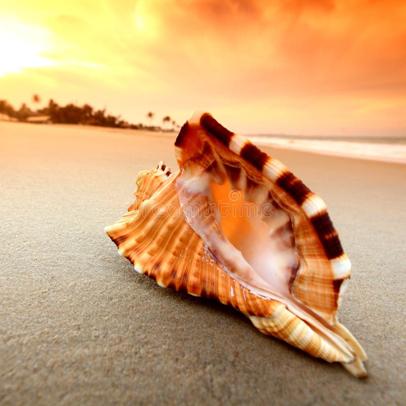 Seashell on beach stock image. Image of laps, tranquil - 23819821