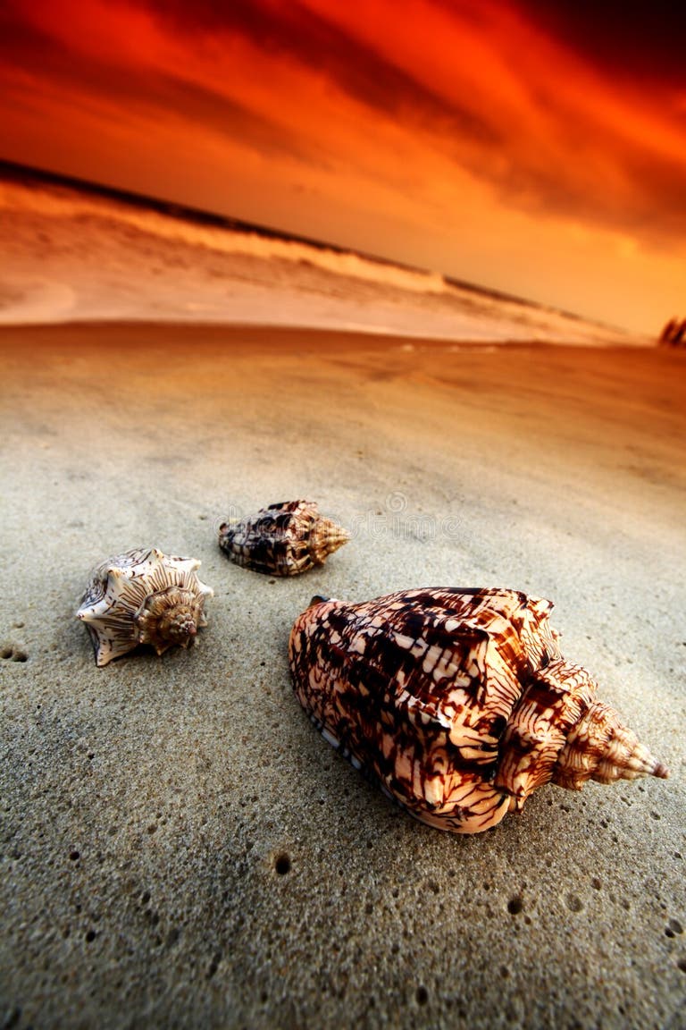 916 Calm Sunset Beach Beautiful Shell Sand Stock Photos - Free ...