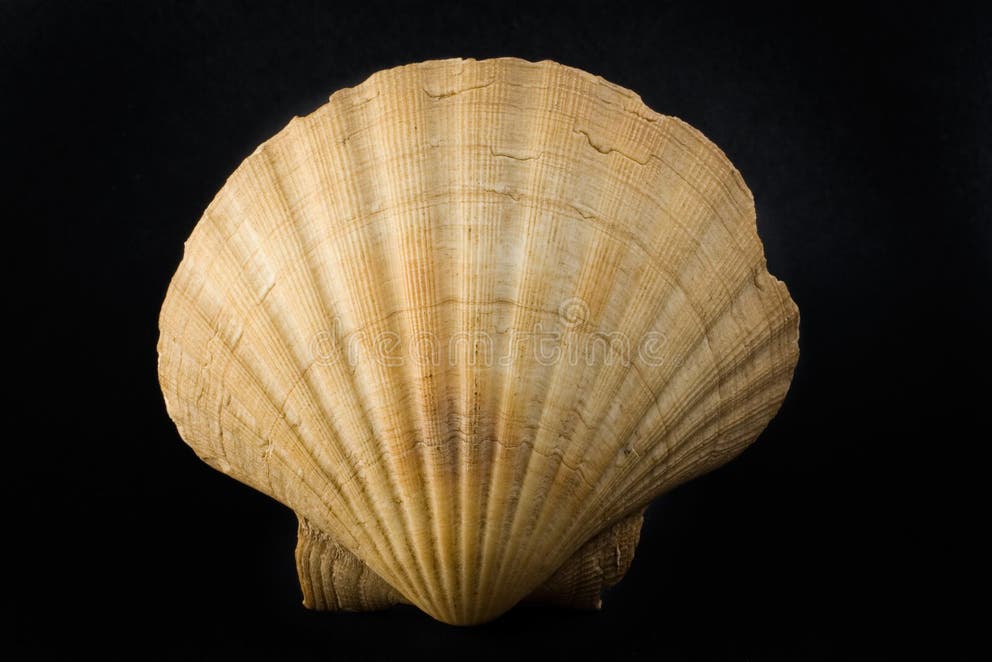 Shell imagen de archivo. Imagen de emblema, peregrino - 9042189