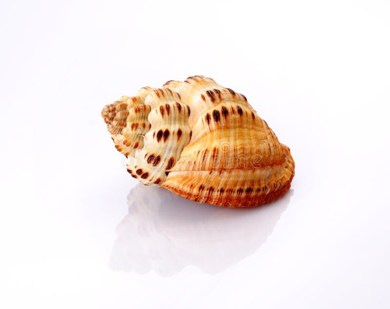 Shell stock photo. Image of isolated, coastal, collect - 932902