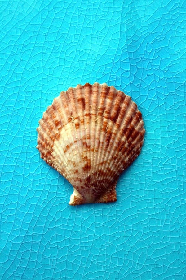 Shell Picture. Image: 9552878