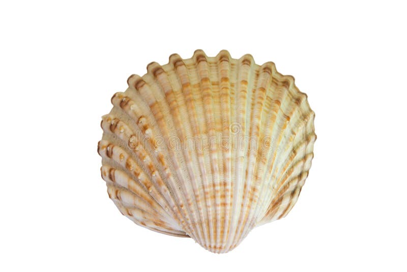 Two Sides of a Scallop Shell Stock Image - Image of elements, holiday ...