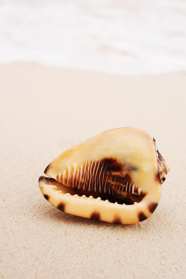 Shell in the Caribbean stock photo. Image of scenic, idyllic - 8086316