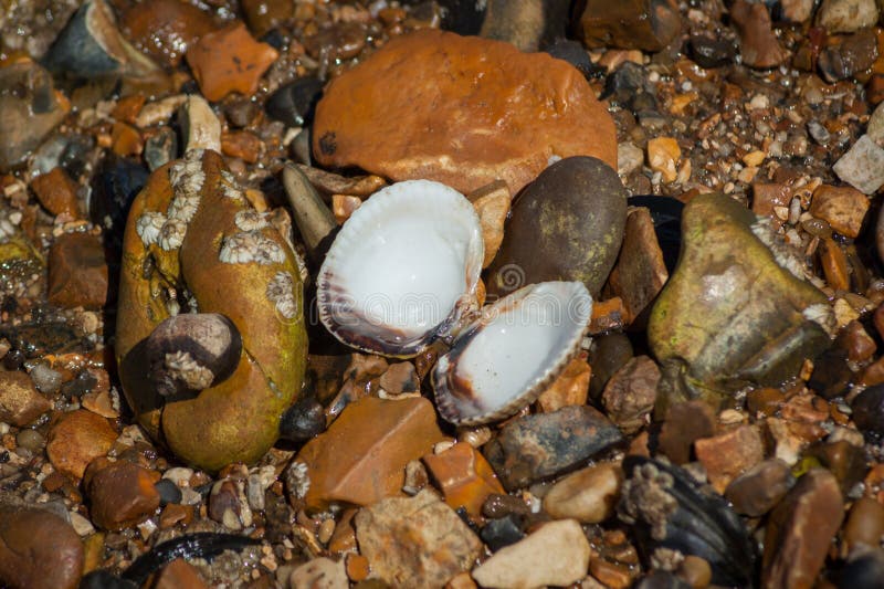 Shell Abierto En La Playa De La Tabla Imagen de archivo - Imagen de ...