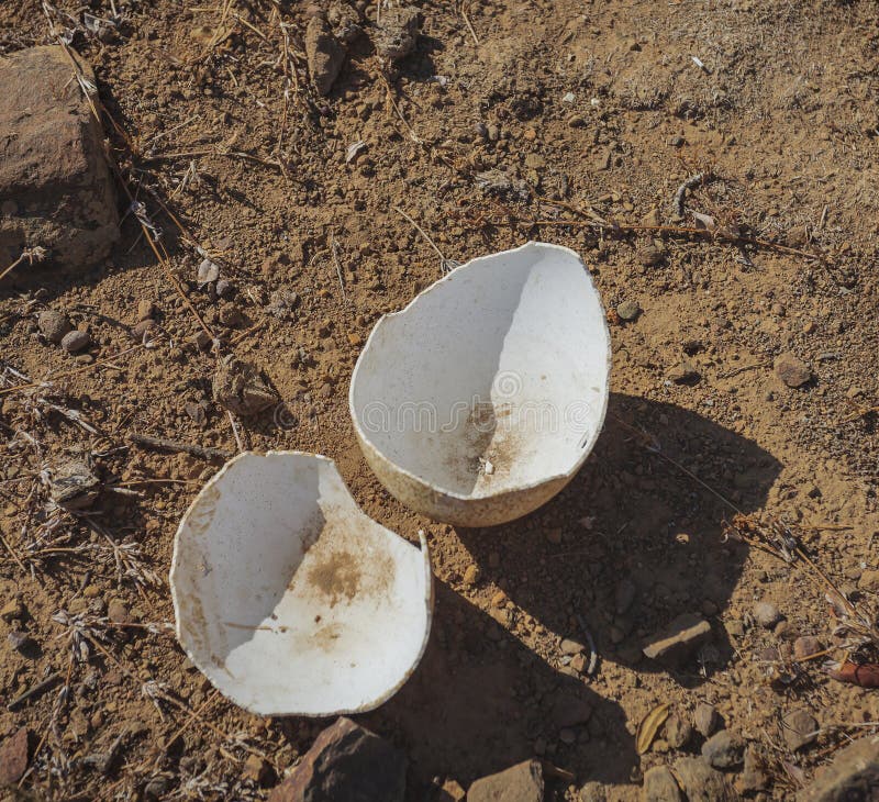 Shell of an African Ostrich Egg on the Ground after Hatching Chick ...