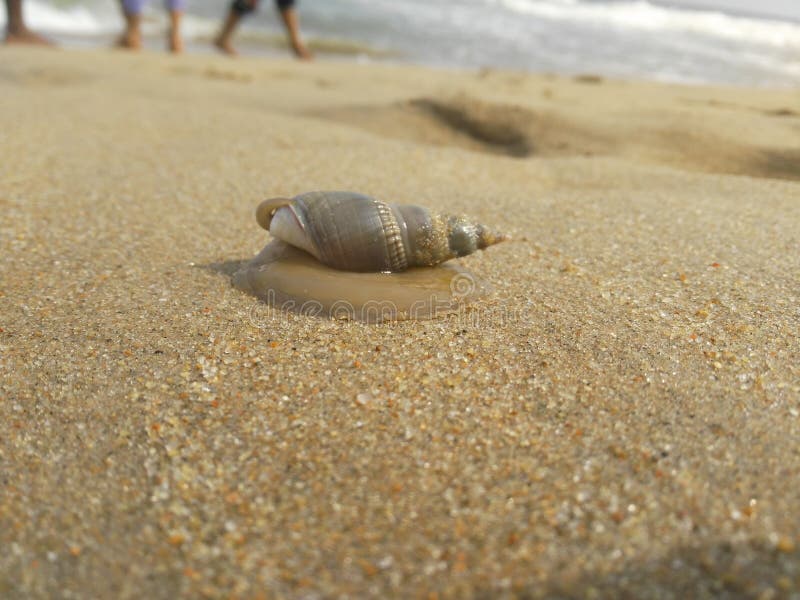 Sea shore nature stock image. Image of shell, nature - 136871361