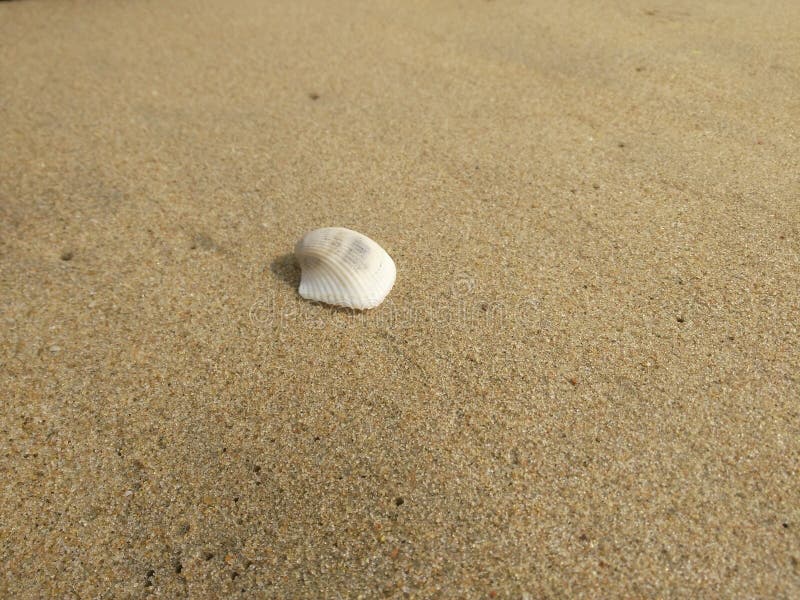 Grey white shell stock photo. Image of shell, coast - 136871964