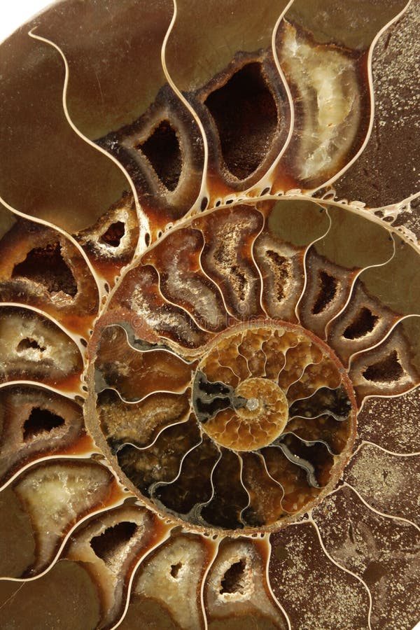 A Shell from Ancient Times, Frozen in Stone Stock Photo - Image of hard ...