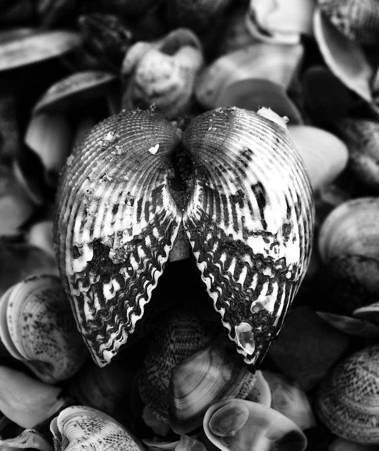 Angel Shell Wing Stock Photos - Free & Royalty-Free Stock Photos from ...