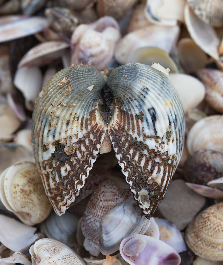 Shell angel wings. stock image. Image of sand, shell - 93815109