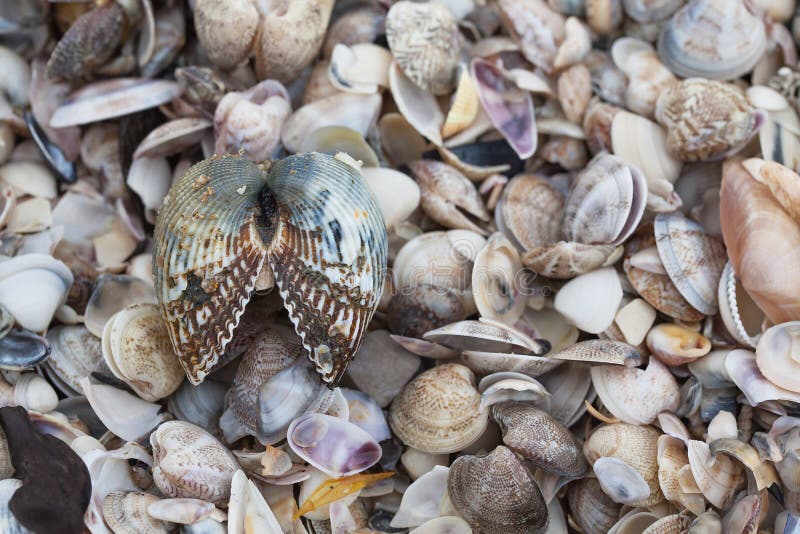 Shell angel wings. stock image. Image of cockleshell - 93586347