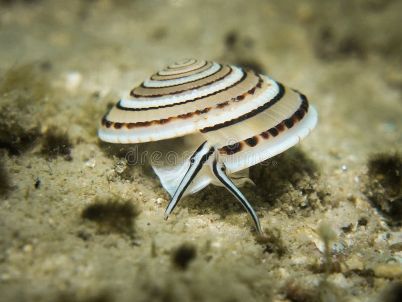 Shell - Architectonica Perspectiva Stock Image - Image of scuba ...