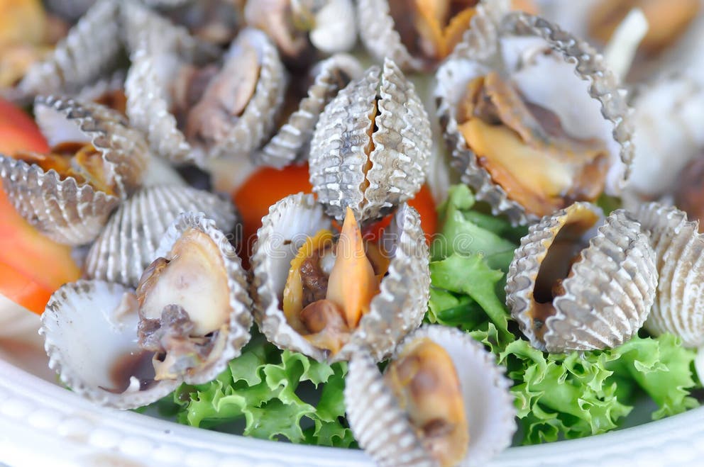 Shell or Ark Shell, Cockle or Scallop or Scald Shell Stock Image ...