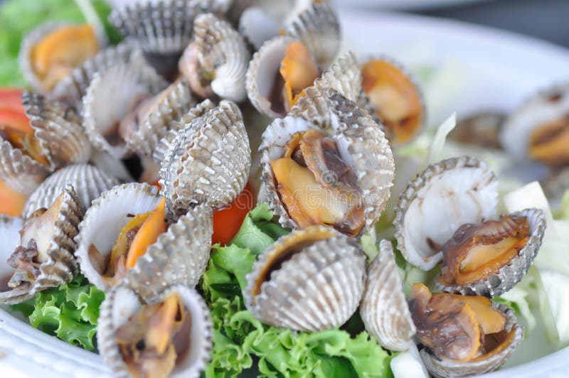 216 Ark Shell Stock Photos - Free & Royalty-Free Stock Photos from ...