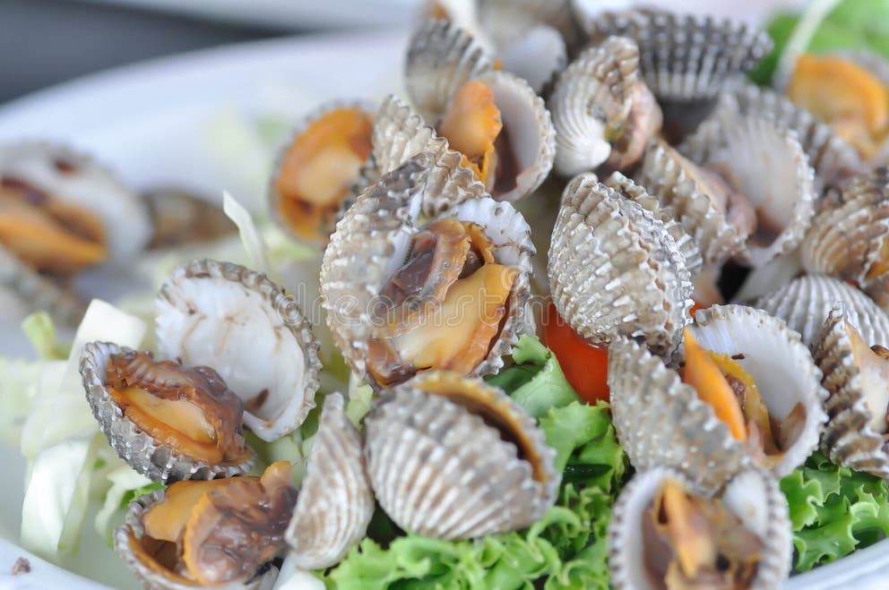 Shell or Ark Shell, Cockle or Scallop or Scald Shell Stock Photo ...