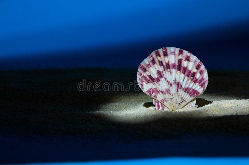 Shell in an Art Night Environment, Creative Summer, Design Stock Photo ...