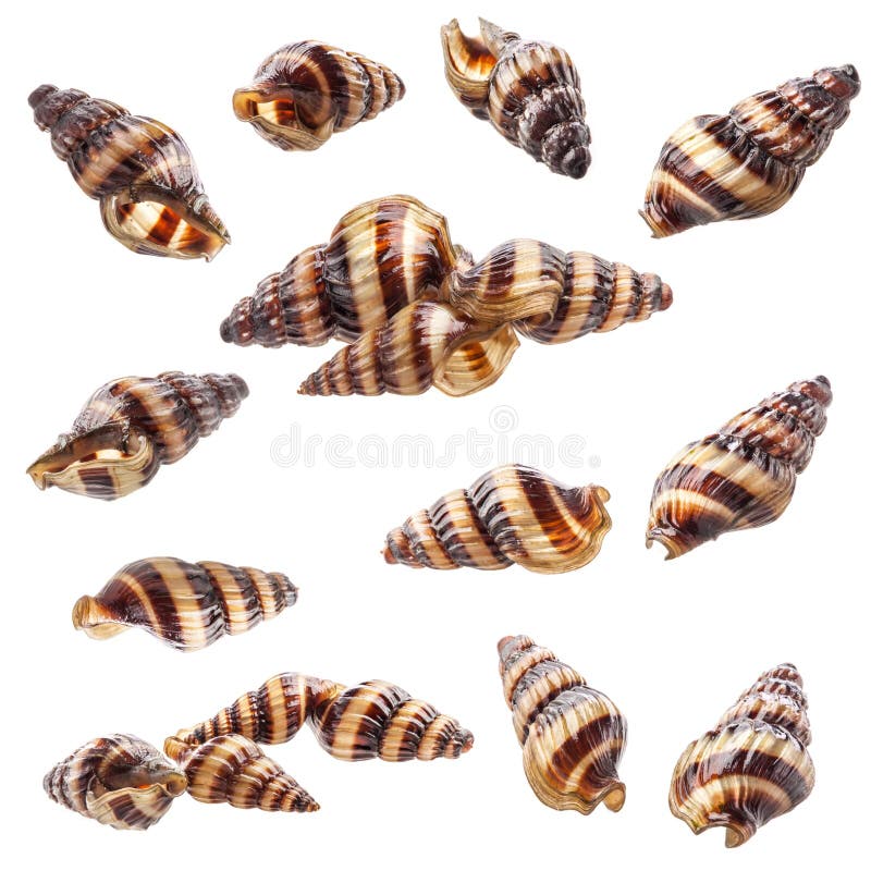 Shell of Assassin Snail Clea Helena Stock Image - Image of life, helena ...