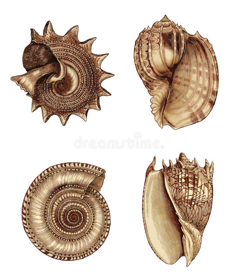 Shell Etching Stock Illustrations – 3,283 Shell Etching Stock ...