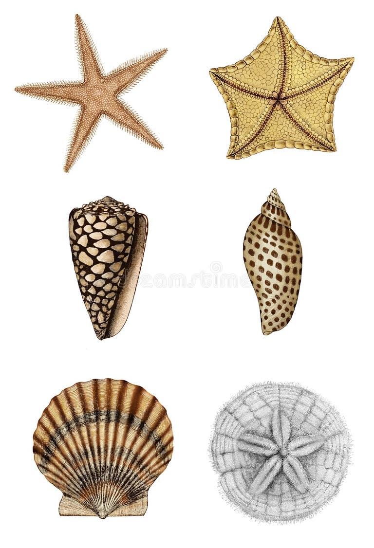 Cone Shell Stock Illustrations – 2,010 Cone Shell Stock Illustrations ...