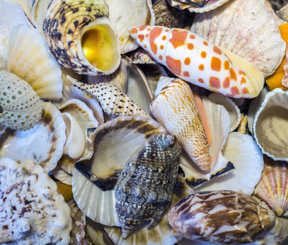Shell assortment stock image. Image of shells, calcium - 50915759