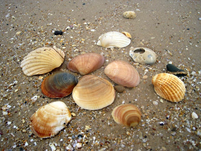 Background. Shells stock image. Image of colorful, pacific - 55654261