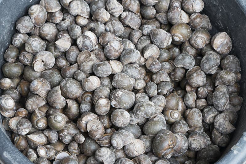 Shell attached with soil stock image. Image of macro - 78684823