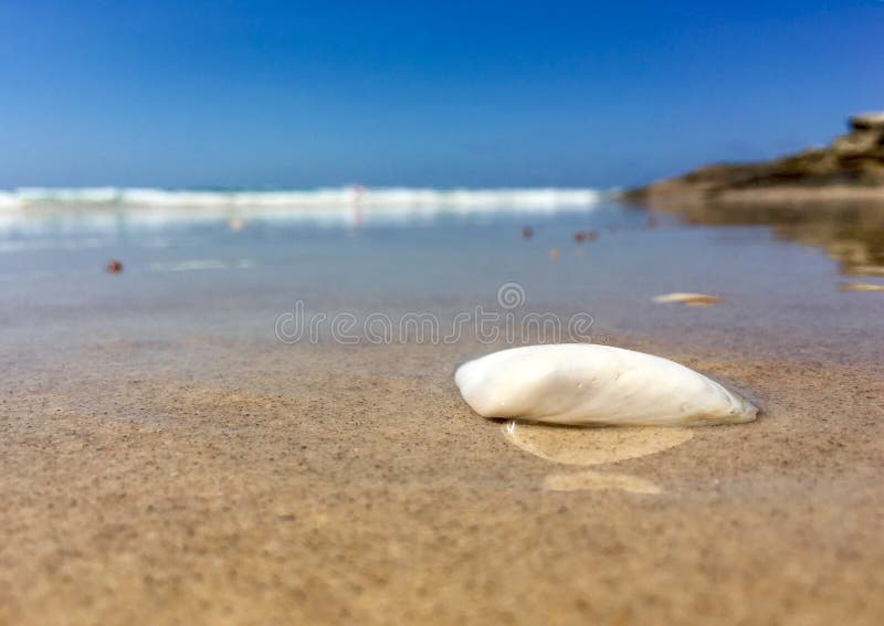 Shell on an Australian Surf Beach Stock Photo - Image of blue ...
