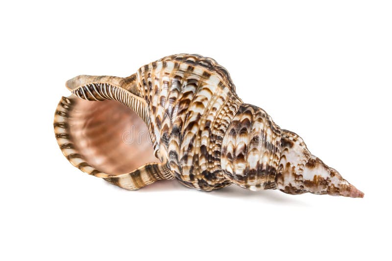 Shell, Búzio Shell, Búzio Da Rainha Isolado No Branco Imagem de Stock ...