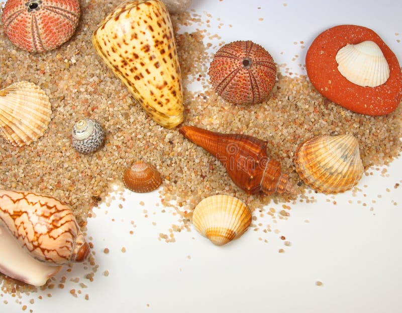 Sea Shell Background Template for Website, Abstract Info Graphics ...