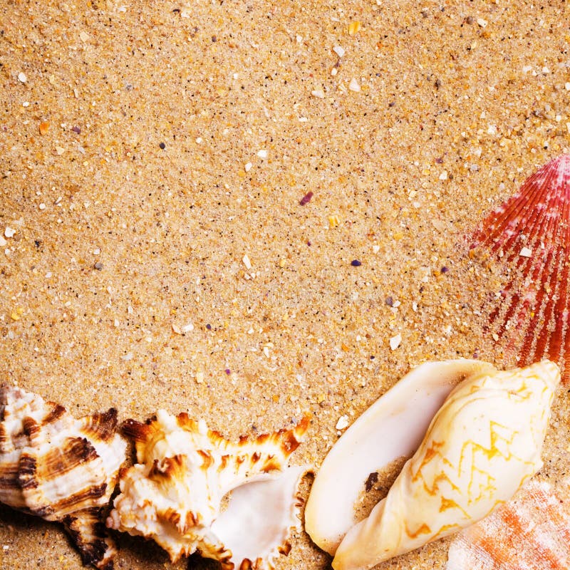 Shell background stock image. Image of conch, abstract - 11390569