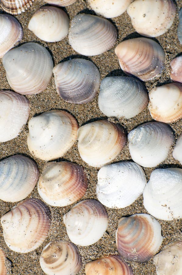 Shell background stock image. Image of delicate, marine - 151747279