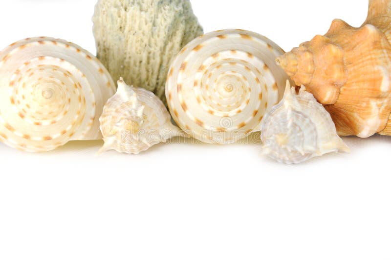 Sea Shell Background Template for Website, Abstract Info Graphics ...