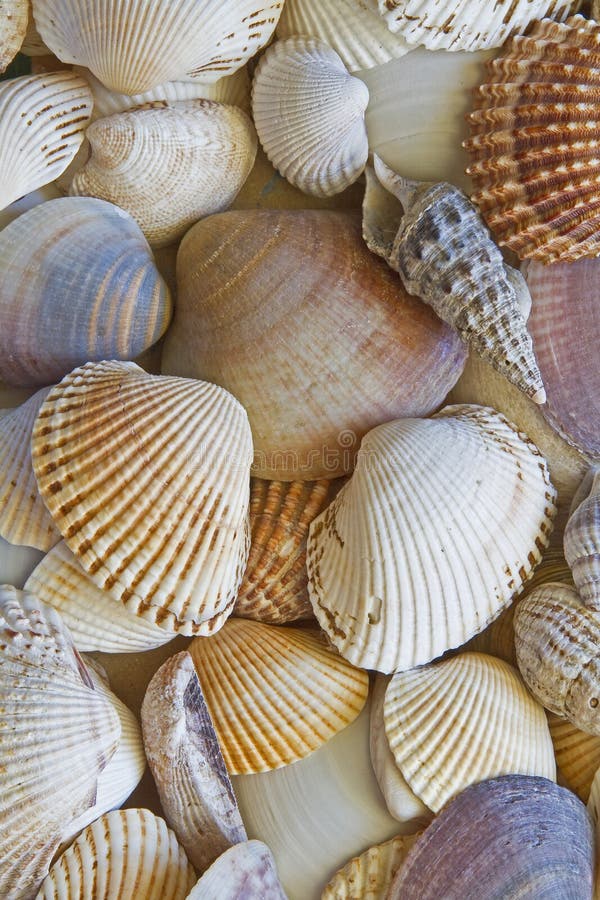 Shell background stock photo. Image of marine, ocean - 22960338