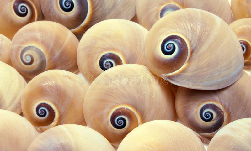 Shell Background stock photo. Image of tropical, swirl - 7382024