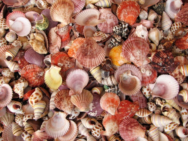Colorful seashells stock image. Image of shell, shells - 7982463
