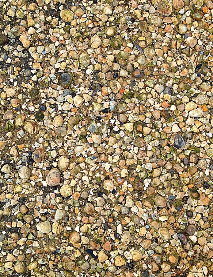 Abstract Sea Shell Background Template for Website, Abstract Info ...