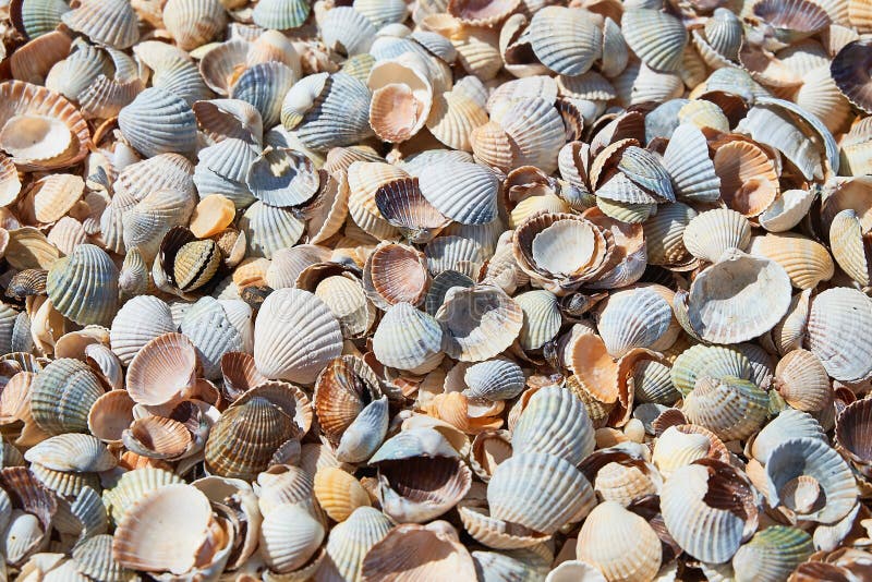 Shell Background. Colorful Shells on Sand Beach. Space for Text Stock ...