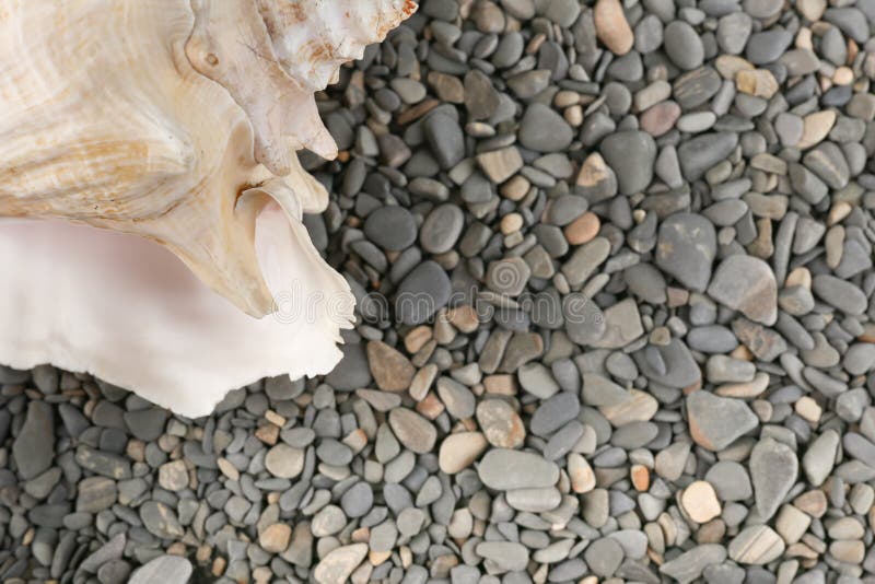 Shell on the Background of Smooth Sea Stones Stock Photo - Image of ...
