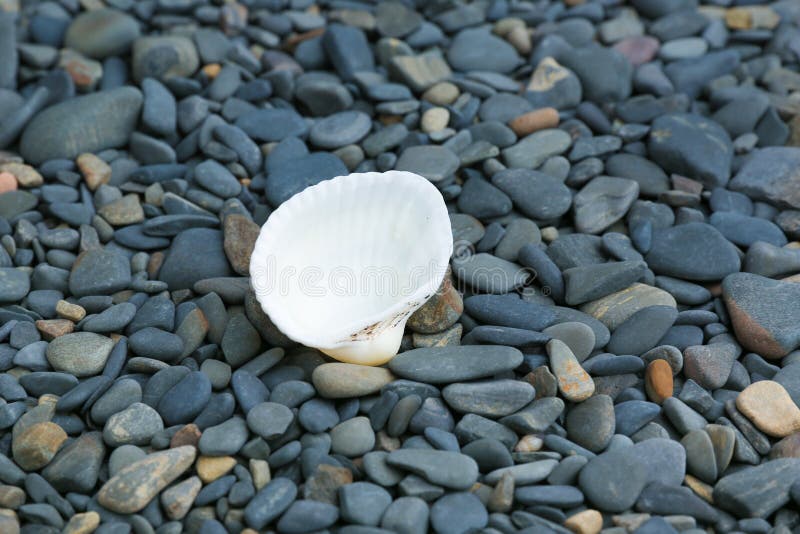 Shell on the Background of Smooth Sea Stones Stock Photo - Image of ...
