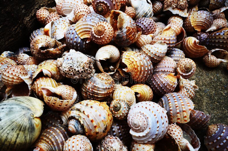 Shell background stock photo. Image of arun, city, fresh - 60285446