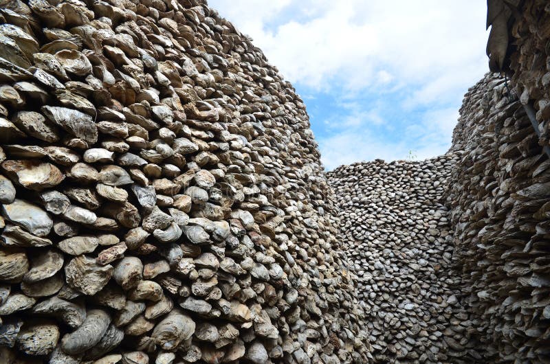 Shell background stock image. Image of green, beautiful - 60285539