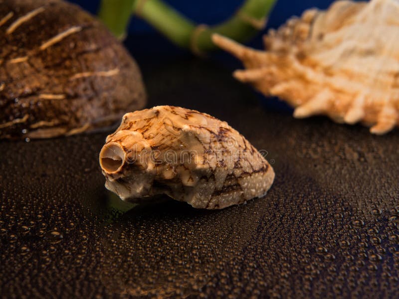Shell stock image. Image of bamboo, stone, closeup, eggs - 86156073