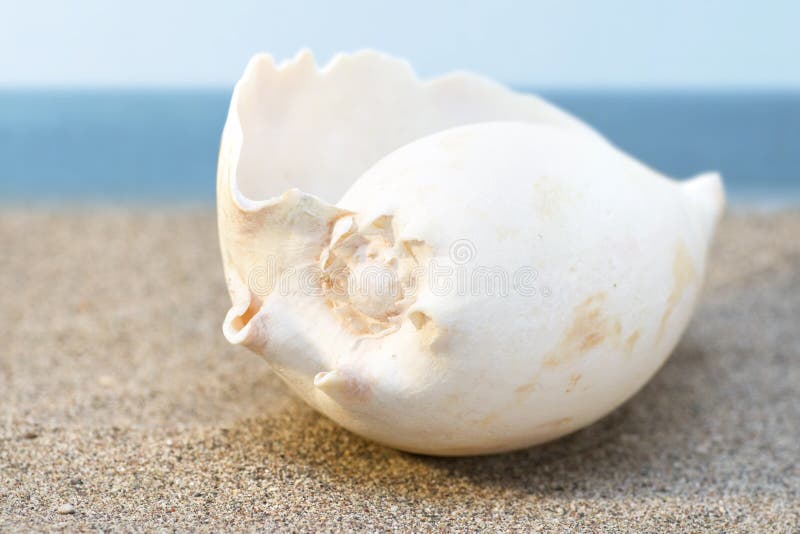 Shell on a beach stock image. Image of sunlight, idyllic - 13780489