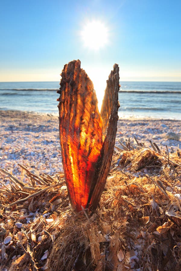 Shell on the Beach stock image. Image of gulf, oudoors - 15449829
