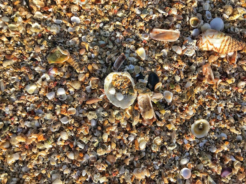 Shell and beach stock image. Image of close, shell, details - 169786551