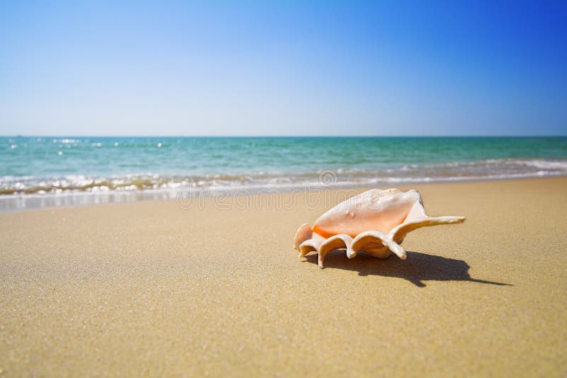 Seashells on beach stock photo. Image of coast, seashells - 5339834