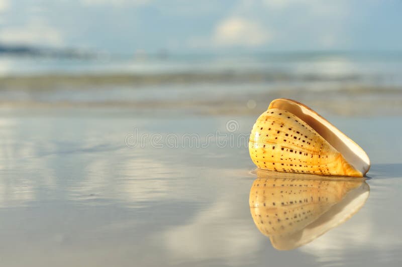 Shell on a beach stock photo. Image of island, tourist - 18355514